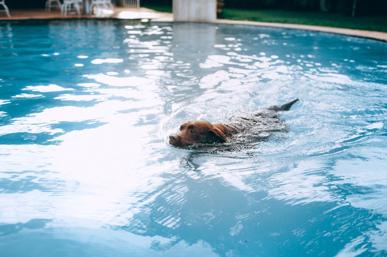 5 Benefits of Hydrotherapy for Dogs | Canine Aquatic Center