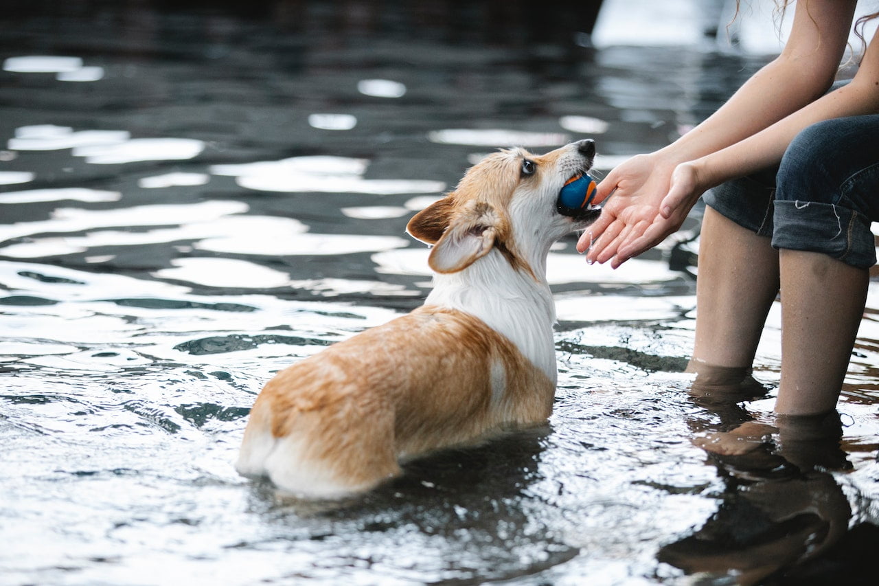 How to Prepare Your Dog for Aquatic Therapy and What to Expect During a ...