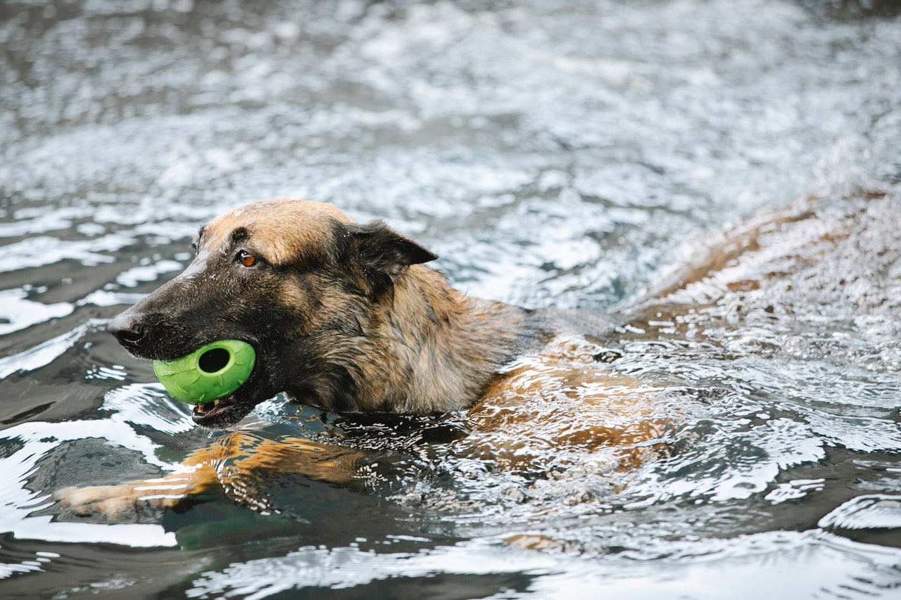 The Long-Term Benefits of Regular Canine Aquatic Therapy | Canine ...