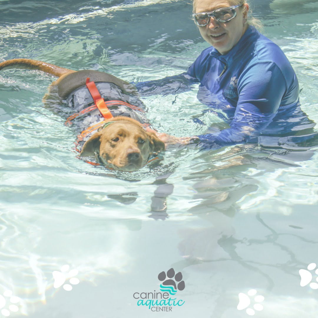 Can Aquatic Therapy Help Dogs Lose Weight? | Canine Aquatic Center
