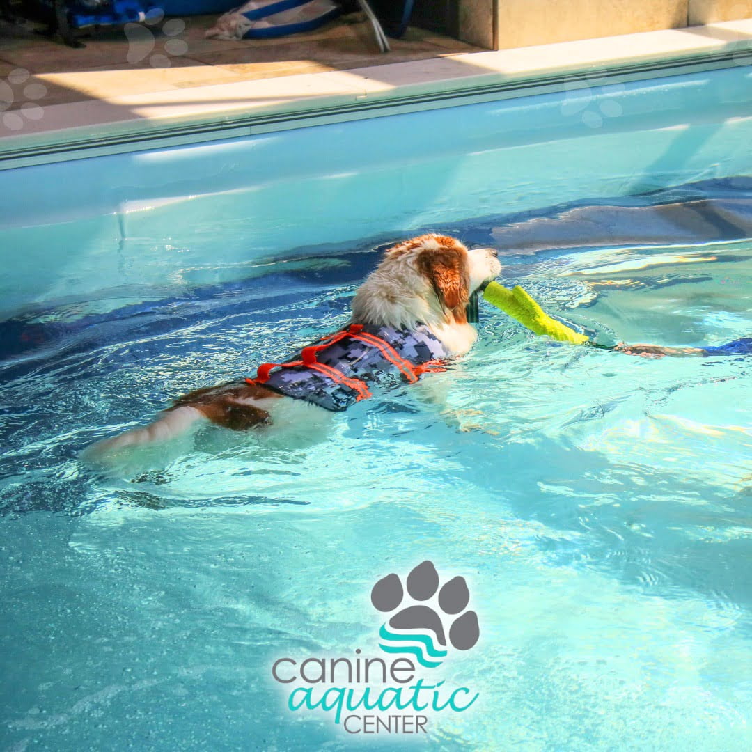 How Hydrotherapy Can Aid in Rehabilitation for Injured or Post-Surgery ...